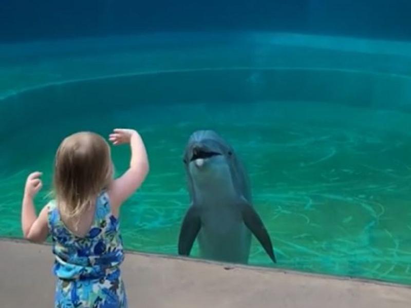 Μωρό δελφίνι σταματά για να συνομιλήσει με κοριτσάκι σε ενυδρείο (Βίντεο) | Alfavita